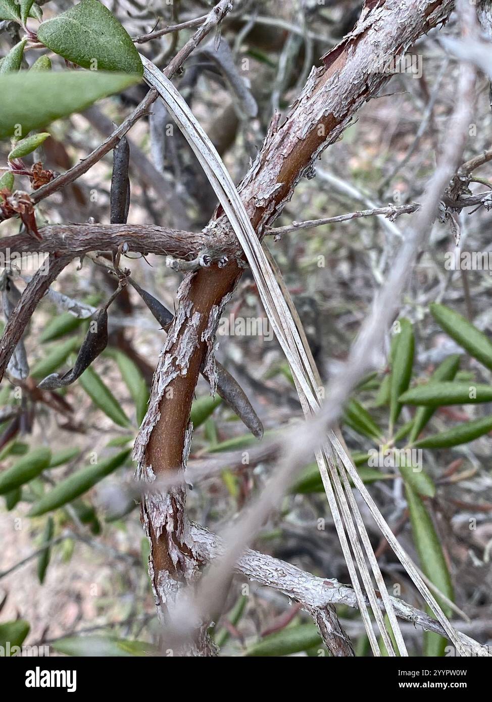 summer holly (Comarostaphylis diversifolia Stock Photo - Alamy