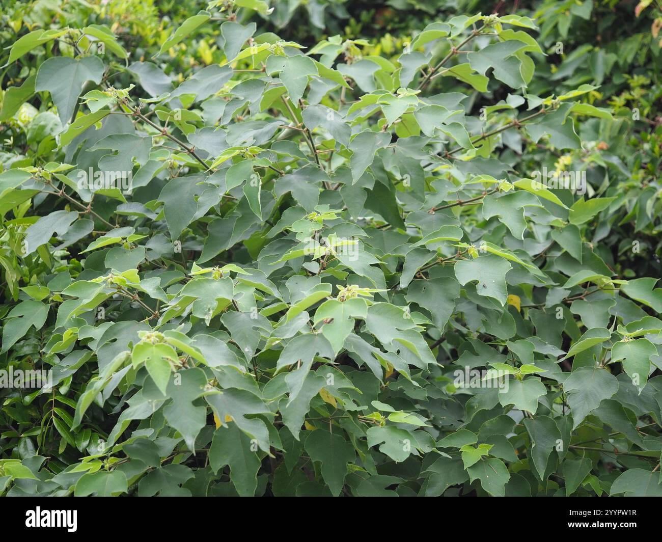 Paper mulberry (Broussonetia papyrifera Stock Photo - Alamy
