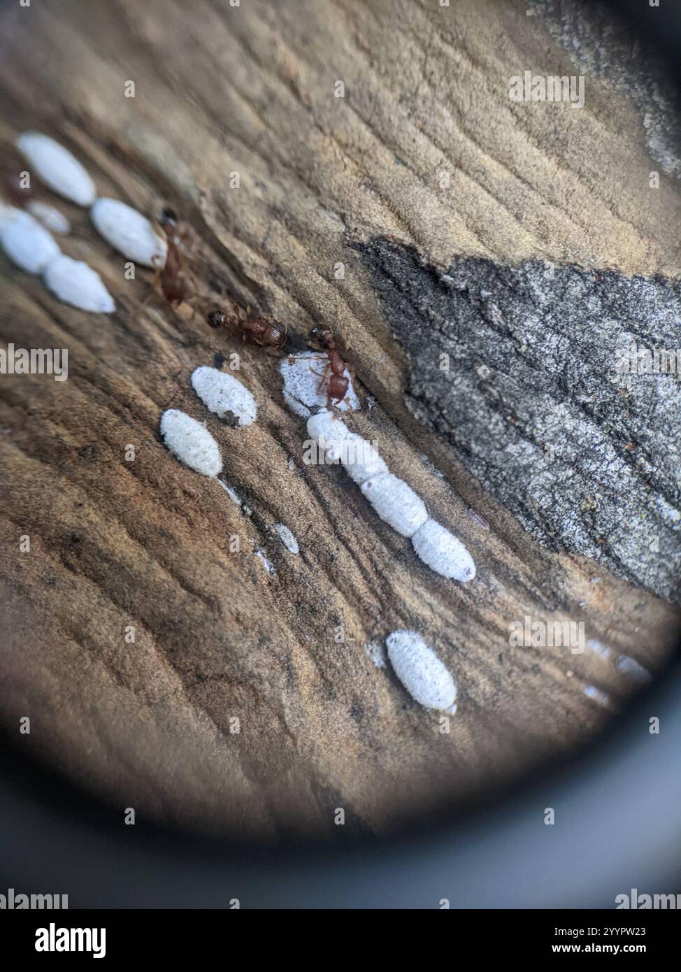 Felt Scales (Eriococcidae Stock Photo - Alamy