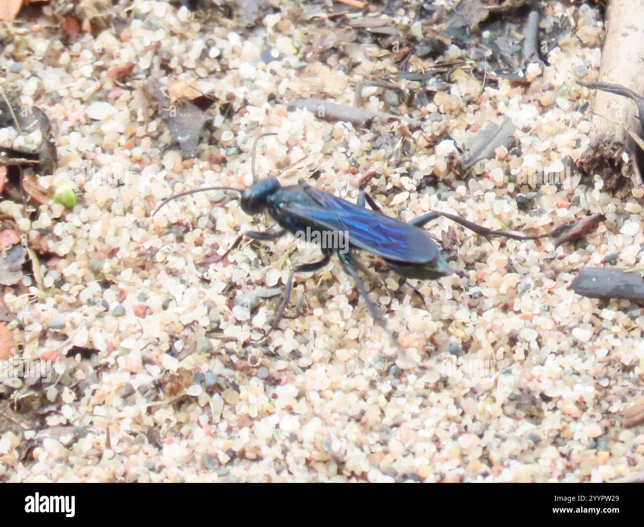 Nearctic blue mud dauber hi-res stock photography and images - Alamy