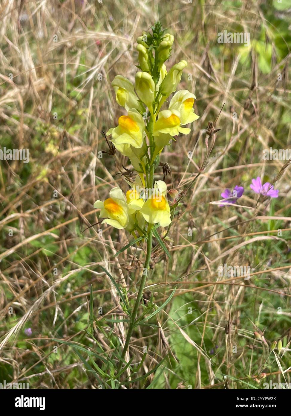 common toadflax (Linaria vulgaris Stock Photo - Alamy