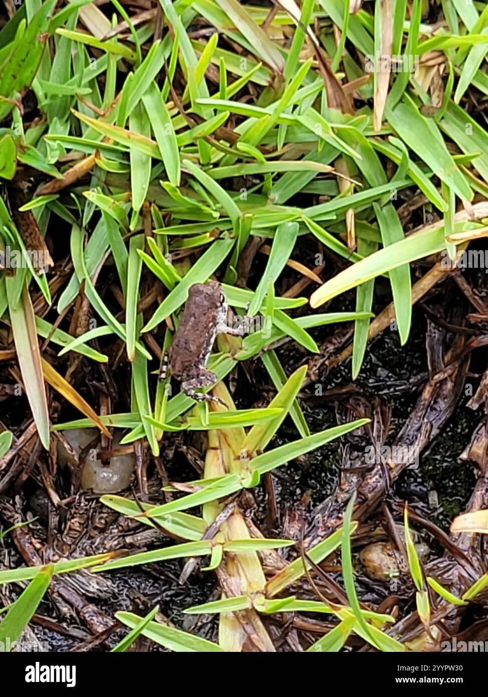 Southern Toad (Anaxyrus terrestris Stock Photo - Alamy