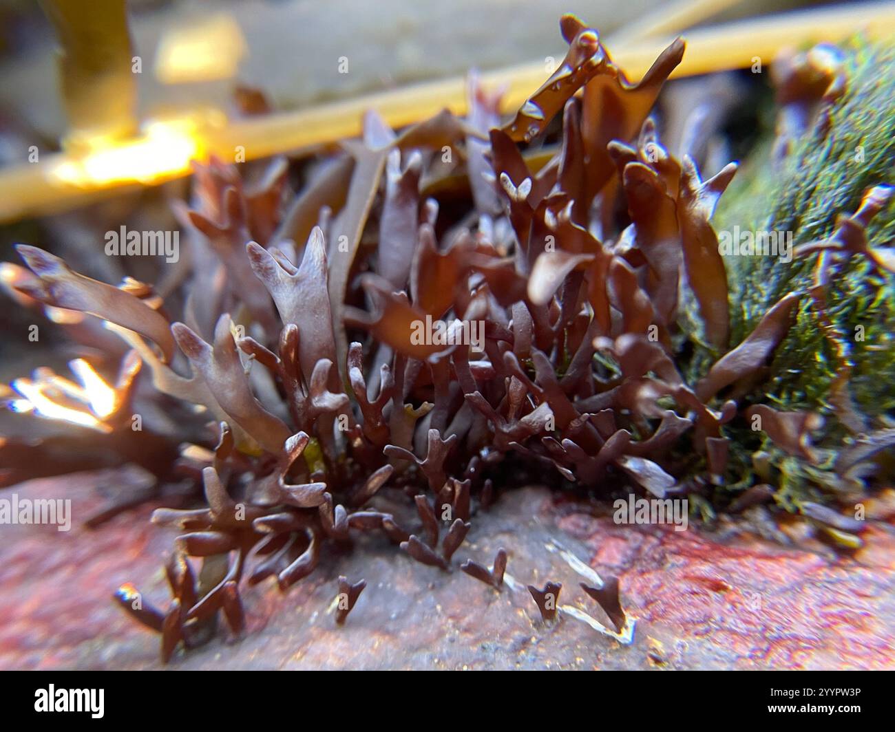 encrusting red algae (Mastocarpus Stock Photo - Alamy