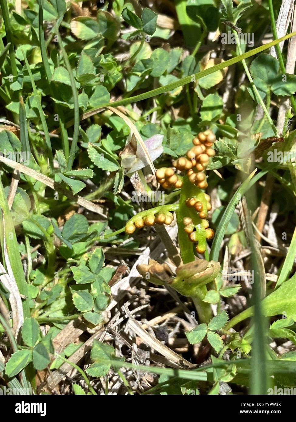 scalloped moonwort (Botrychium crenulatum Stock Photo - Alamy