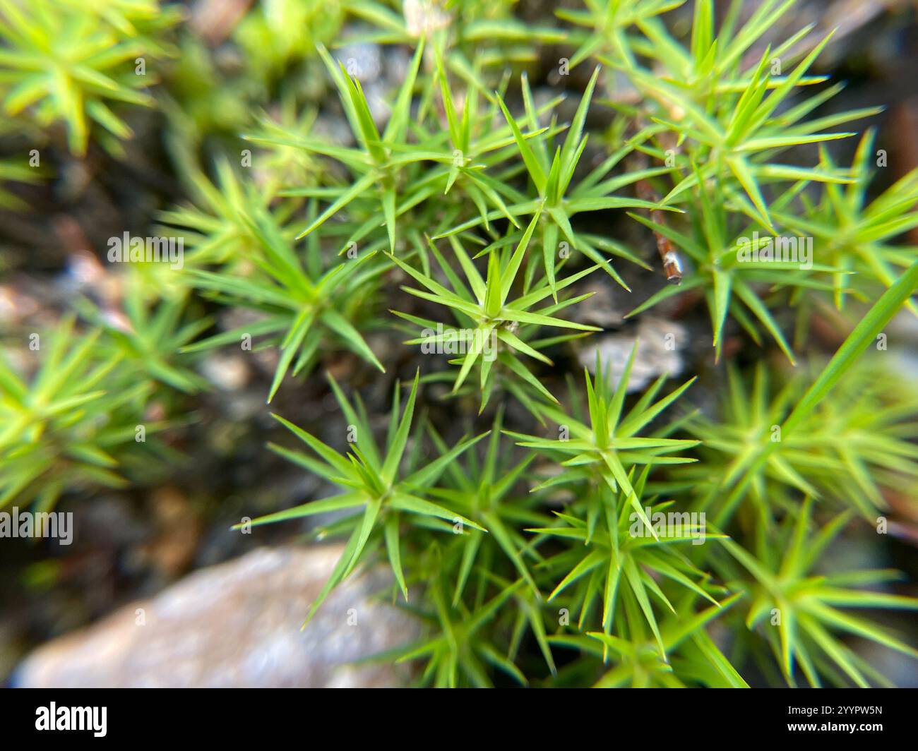 haircap mosses (Polytrichum Stock Photo - Alamy