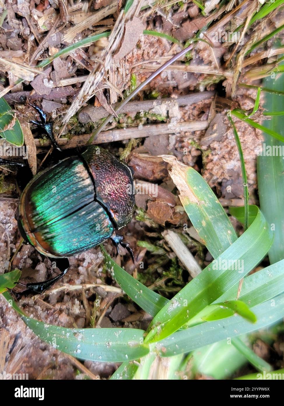 Rainbow scarab hi-res stock photography and images - Alamy