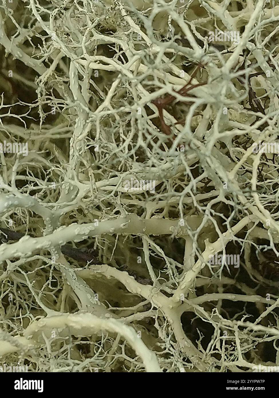 Alectoria ochroleuca hi-res stock photography and images - Alamy