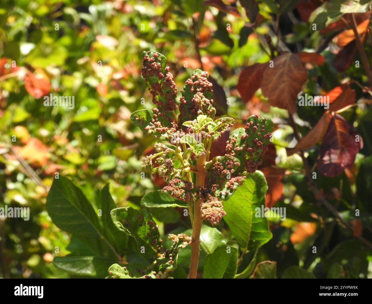 Poison Ivy Leaf Mite (Aculops rhois Stock Photo - Alamy
