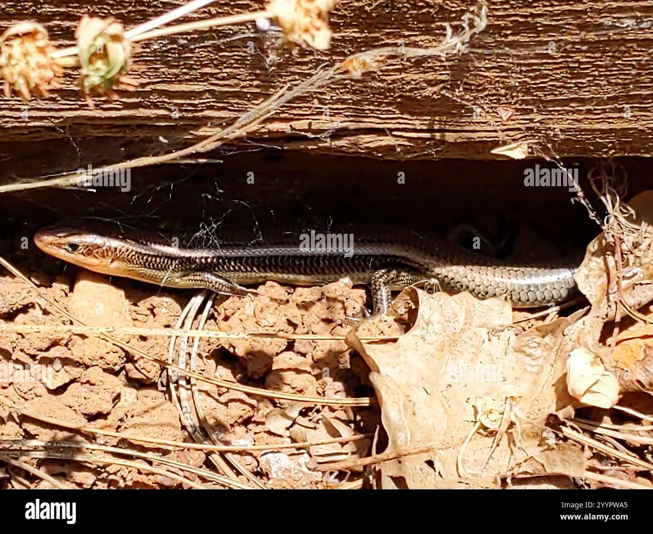 Toothy Skinks (Plestiodon Stock Photo - Alamy
