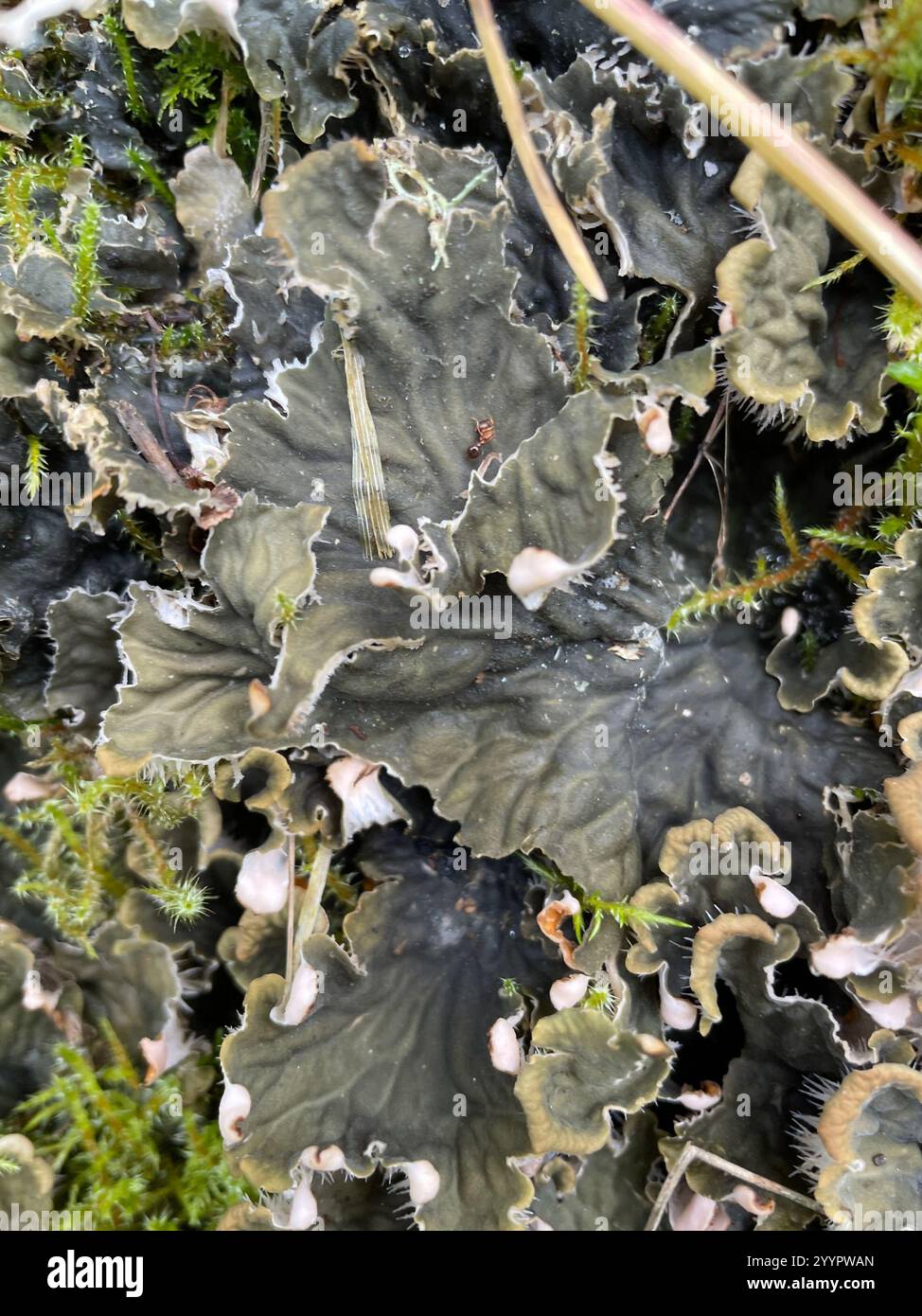 membranous pelt lichen (Peltigera membranacea Stock Photo - Alamy