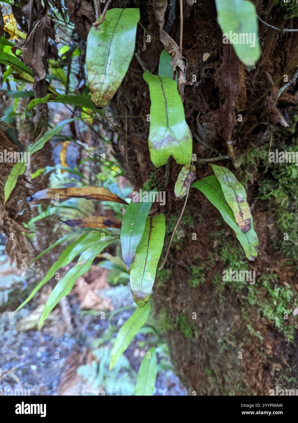 Kangaroo Fern (Microsorum pustulatum pustulatum Stock Photo - Alamy