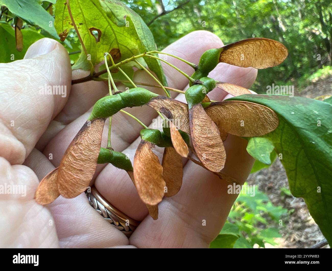 chalk maple (Acer leucoderme Stock Photo - Alamy