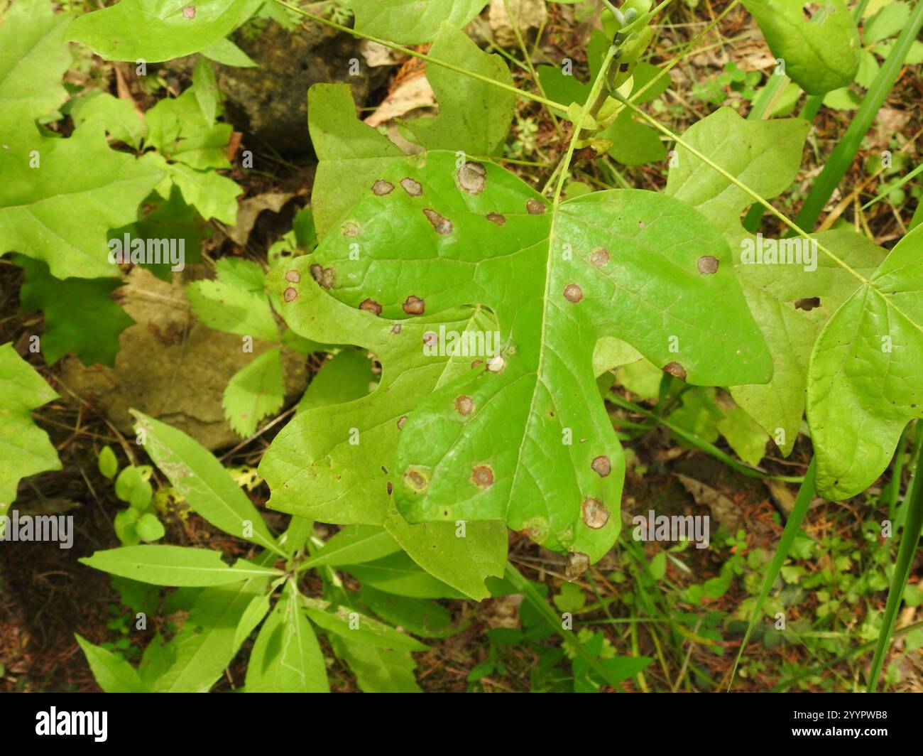 tulip tree leaf spot gall midge (Resseliella liriodendri Stock Photo ...