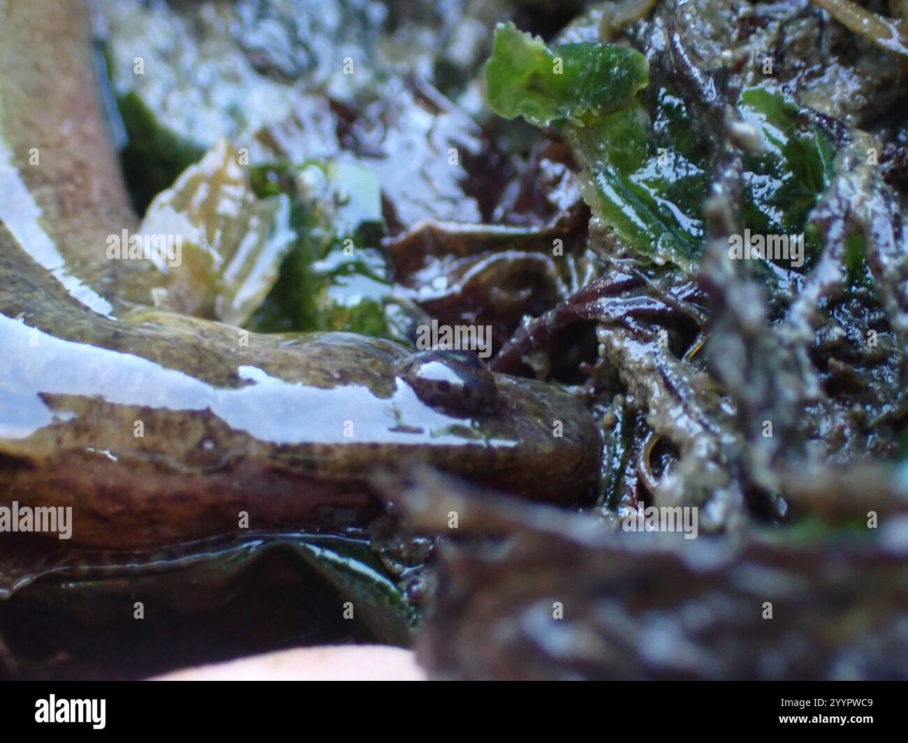 High Cockscomb (Anoplarchus purpurescens Stock Photo - Alamy