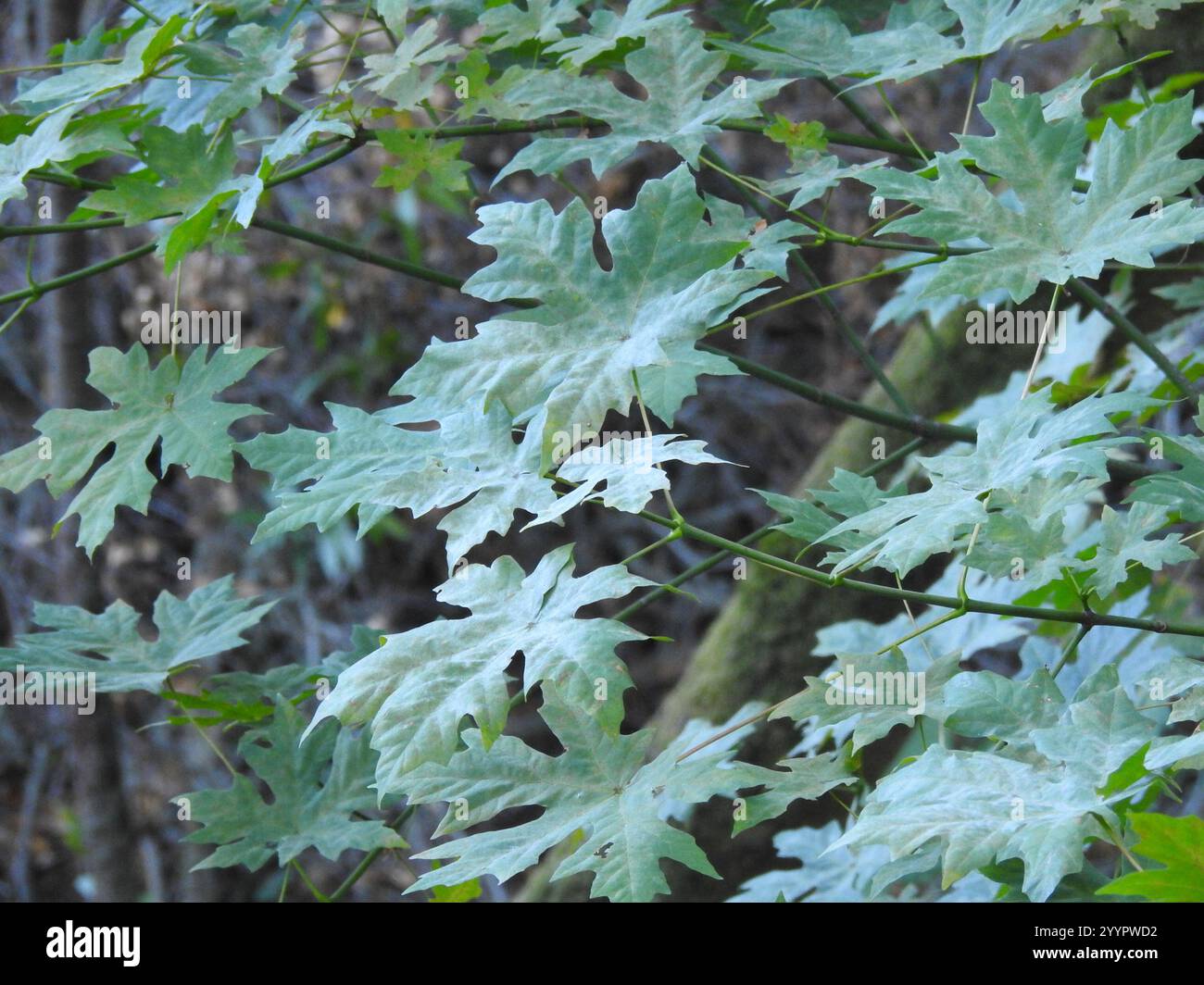 bigleaf maple (Acer macrophyllum Stock Photo - Alamy