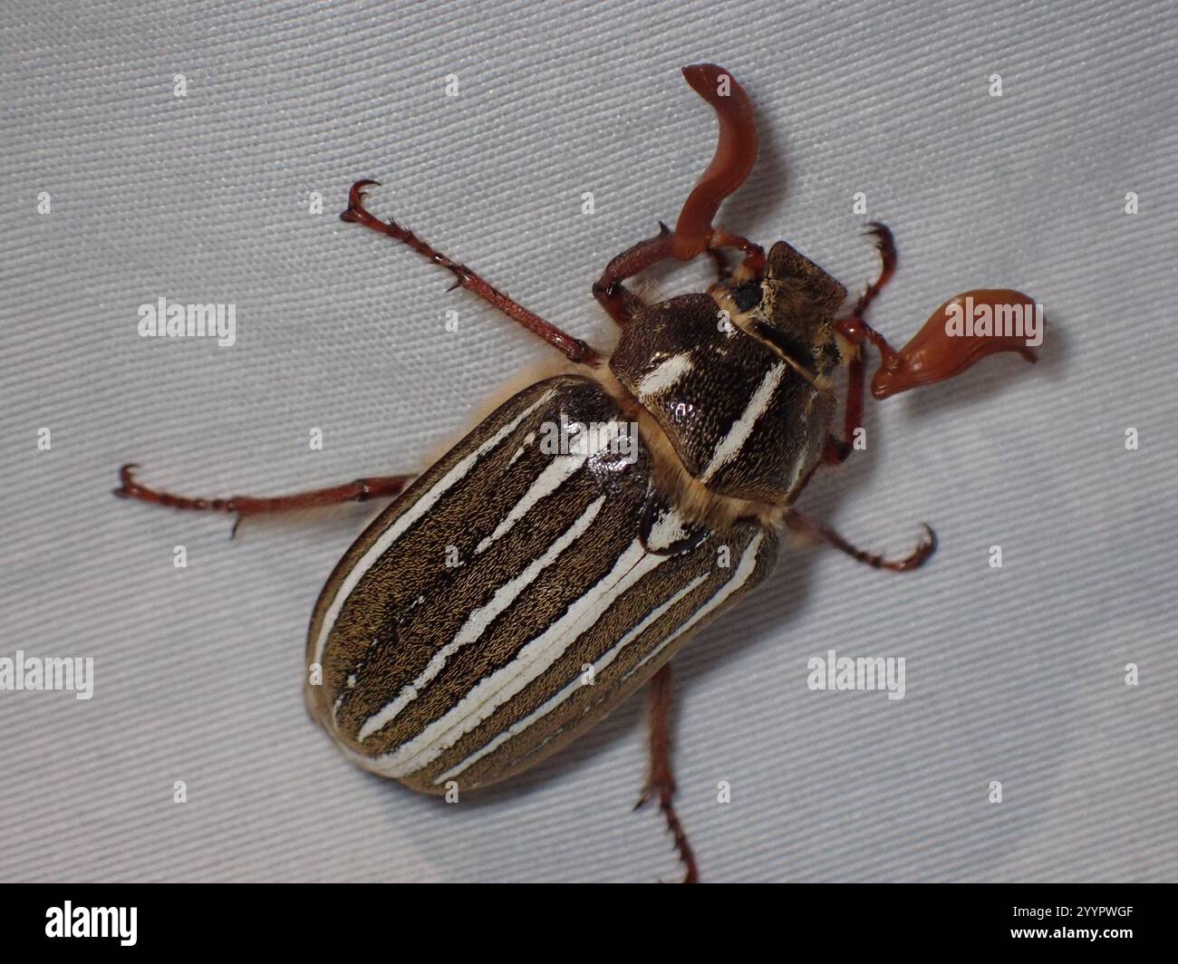 Long-haired June Beetle (Polyphylla crinita Stock Photo - Alamy
