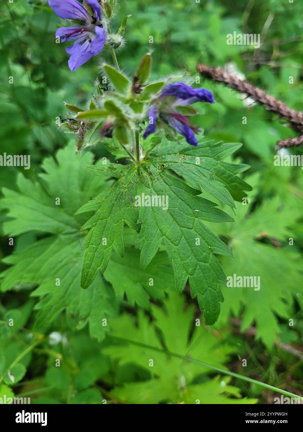 woolly cranesbill (Geranium erianthum Stock Photo - Alamy