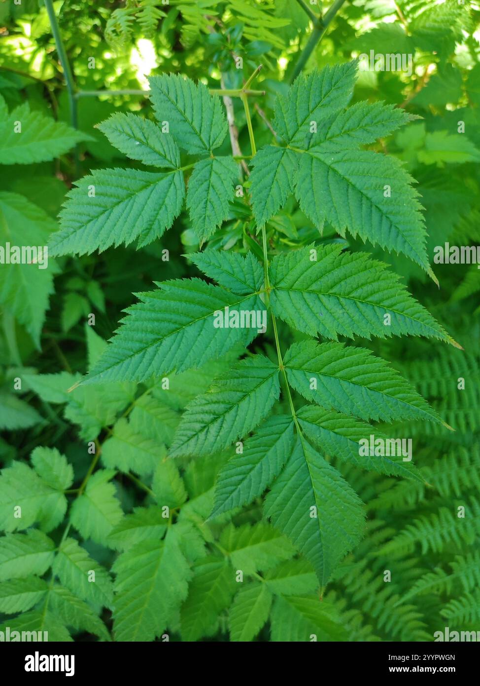 Goatsbeard (Aruncus dioicus Stock Photo - Alamy