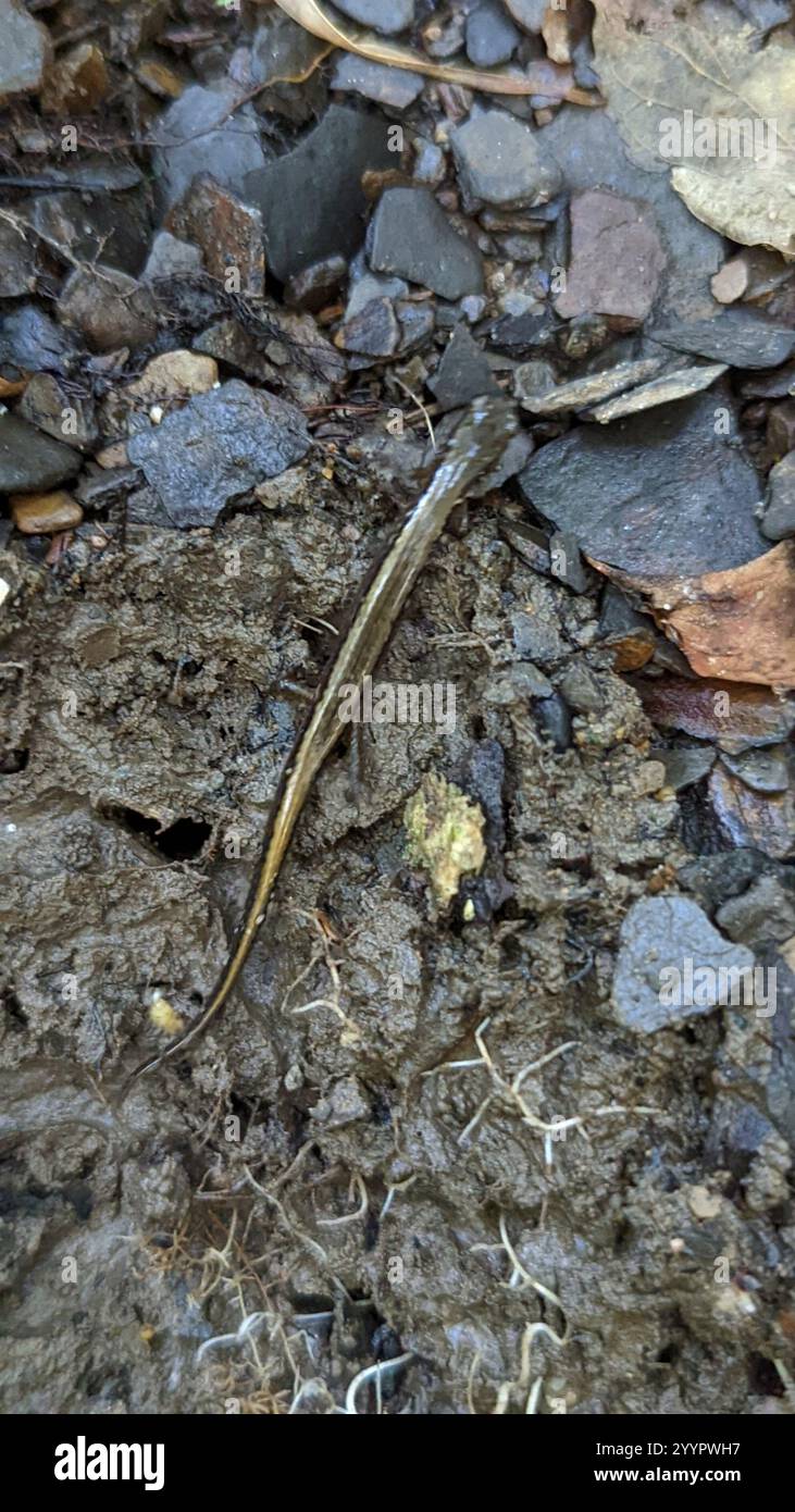 Northern Two-lined Salamander (Eurycea bislineata Stock Photo - Alamy