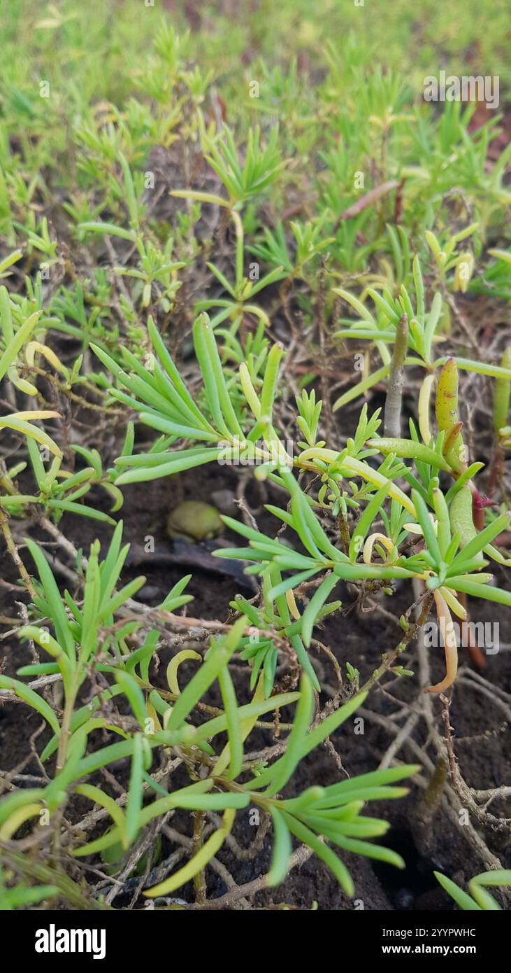 Austral Seablite (Suaeda australis Stock Photo - Alamy