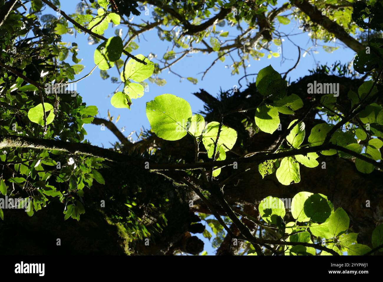 Giant Stinging Tree (Dendrocnide excelsa Stock Photo - Alamy