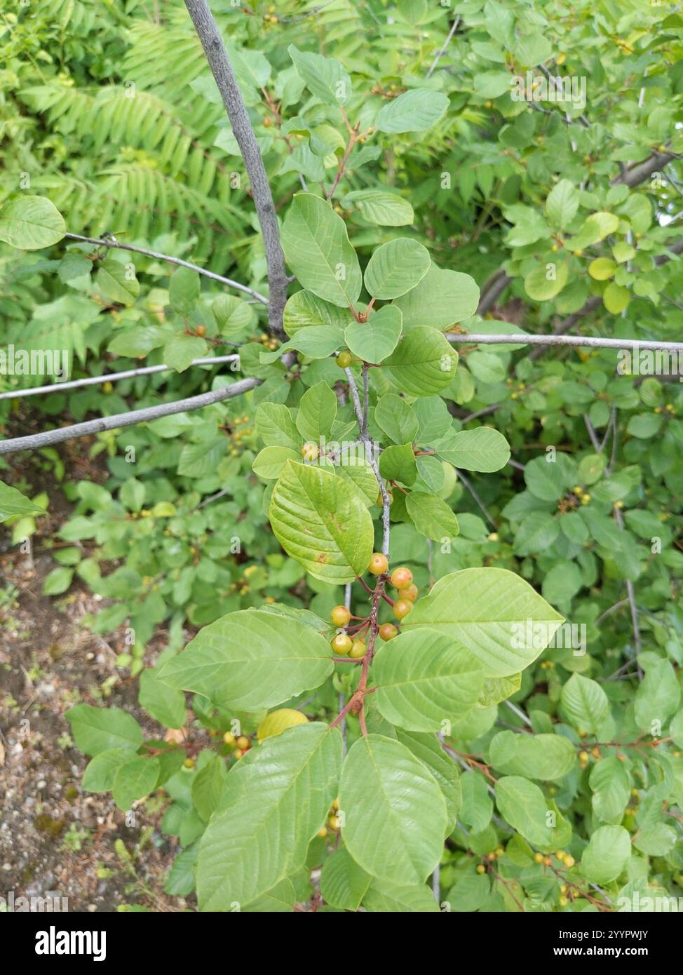 alder buckthorn (Frangula alnus Stock Photo - Alamy