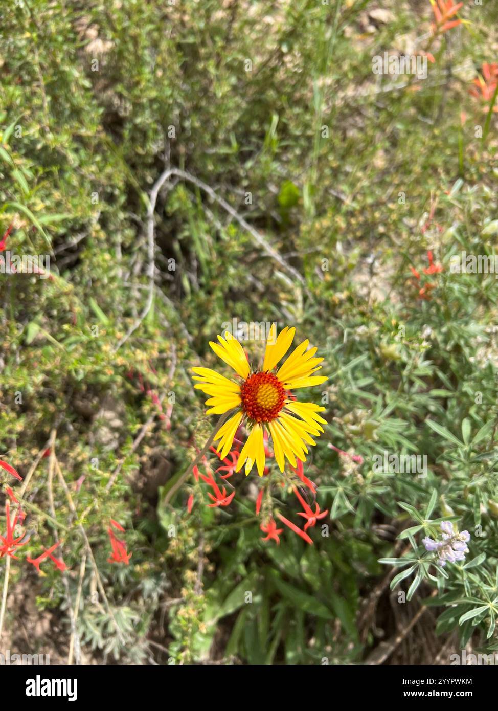 red dome blanketflower (Gaillardia pinnatifida Stock Photo - Alamy