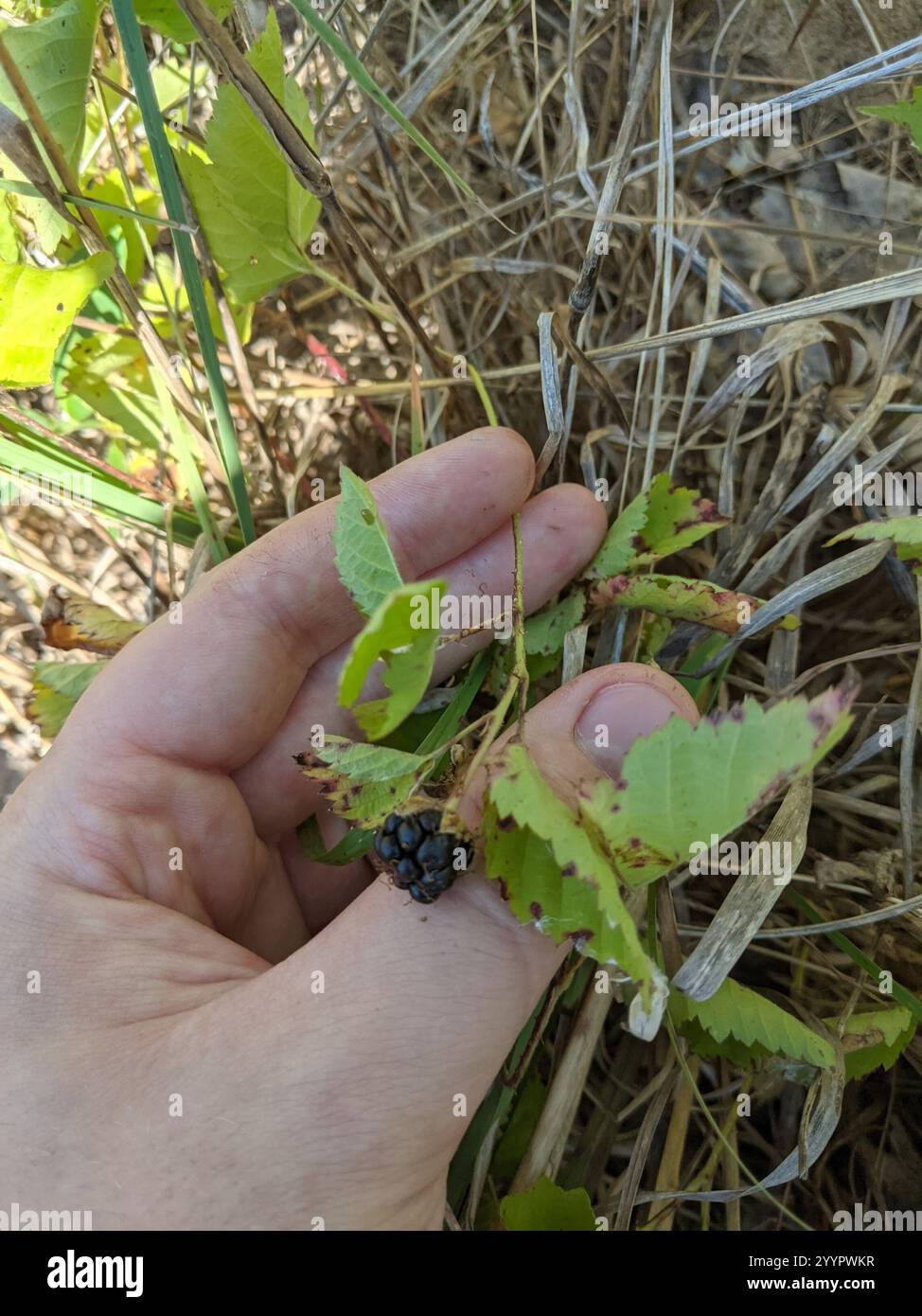 Common Dewberry (Rubus flagellaris Stock Photo - Alamy