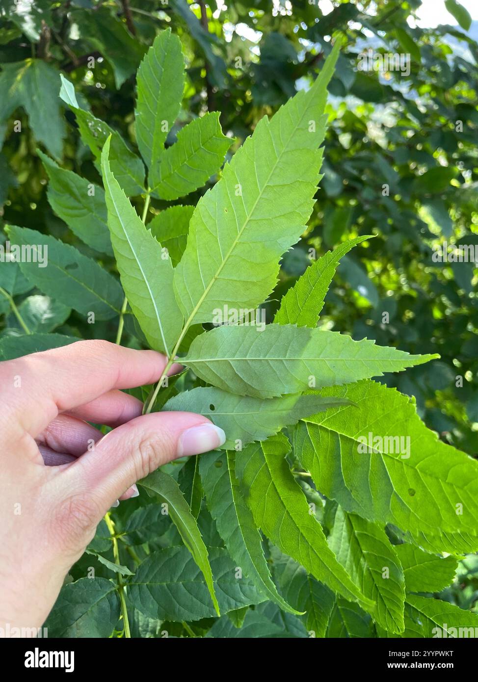 European ash (Fraxinus excelsior Stock Photo - Alamy