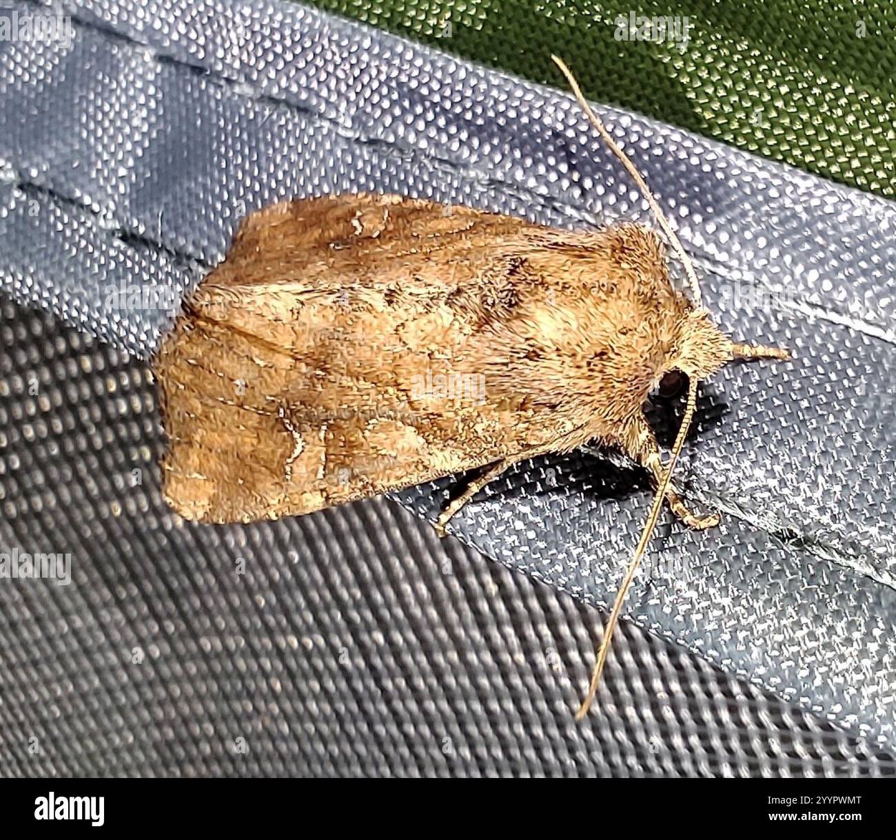 Sordens hi-res stock photography and images - Alamy