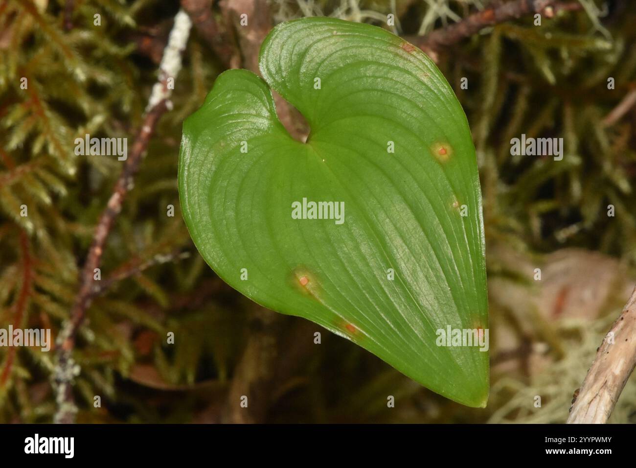 Western Lily of the Valley (Maianthemum dilatatum Stock Photo - Alamy
