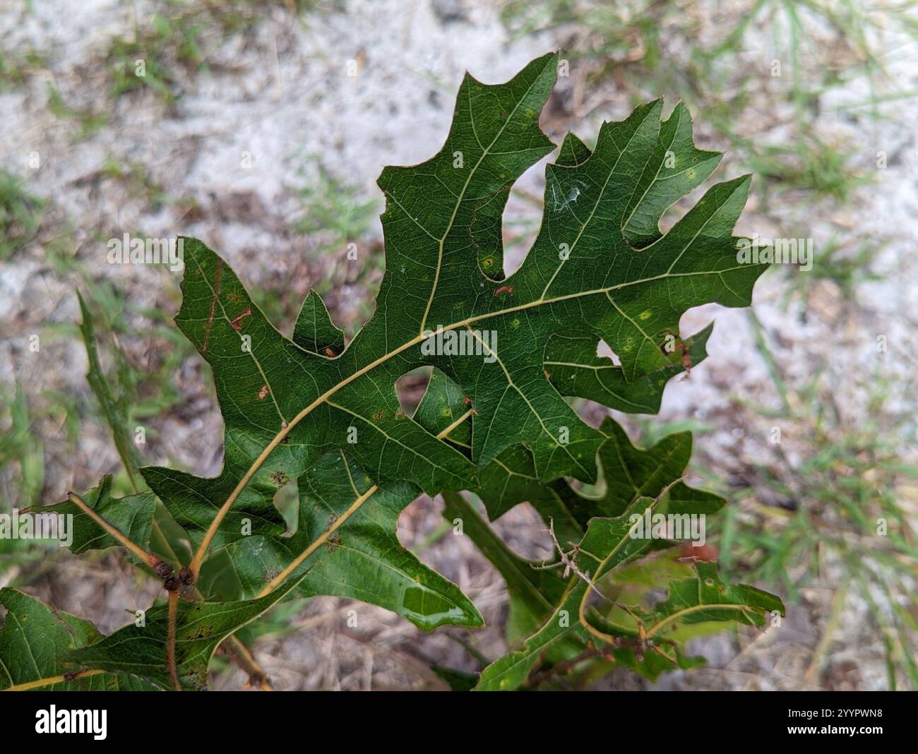 American turkey oak (Quercus laevis Stock Photo - Alamy