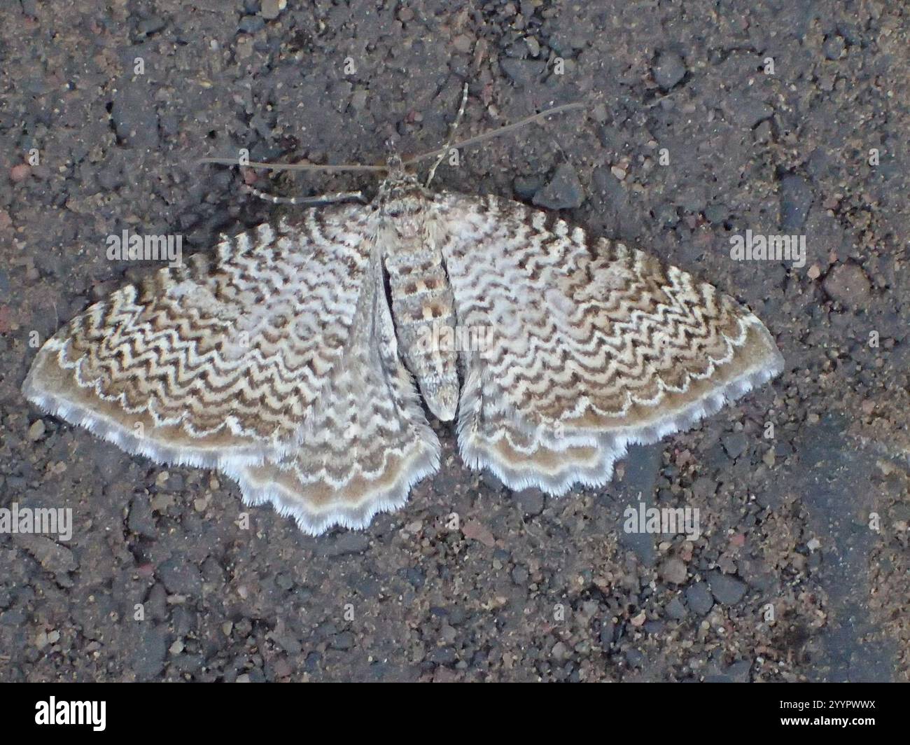 Scallop Shell Moths (Hydria undulata Stock Photo - Alamy