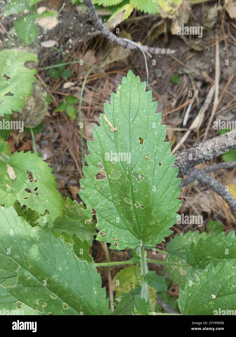 hoary nettle (Urtica gracilis holosericea Stock Photo - Alamy