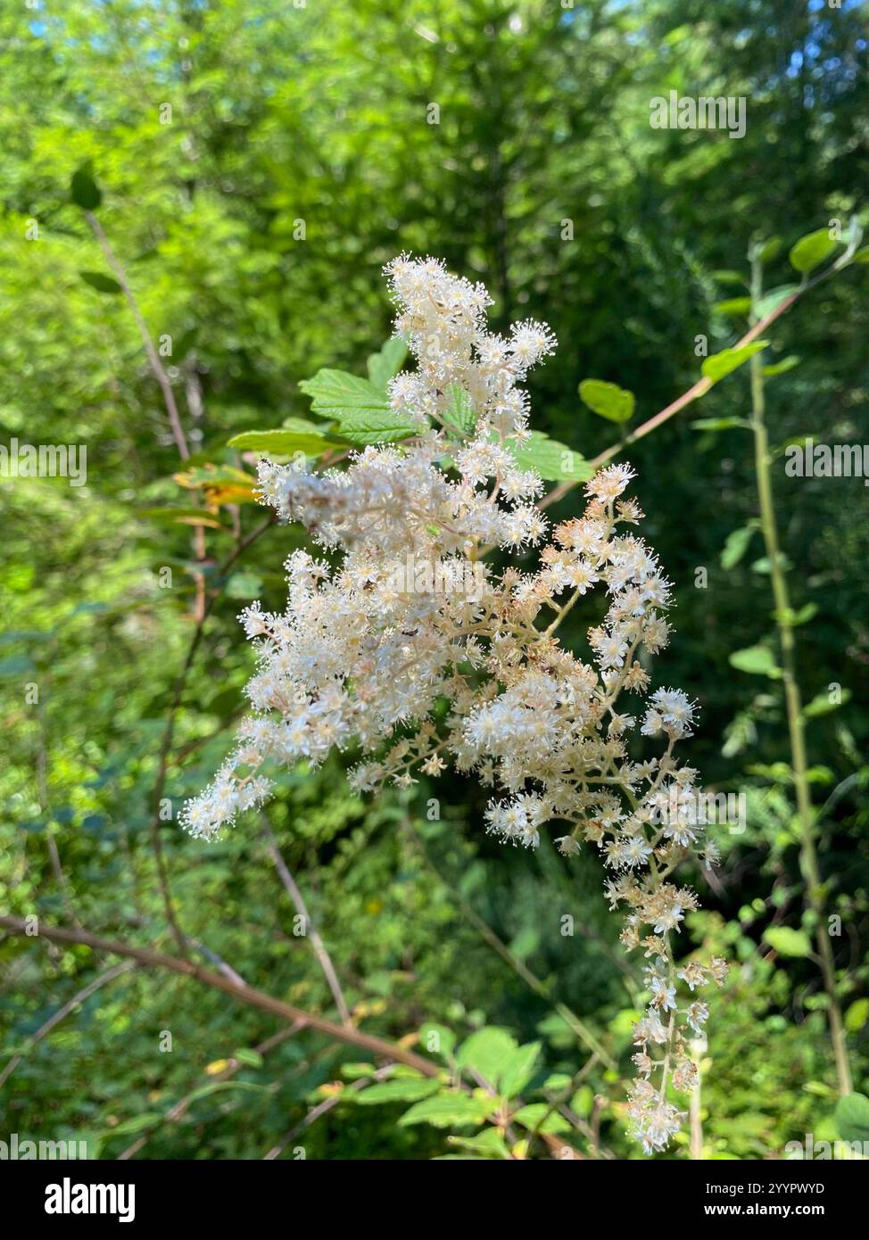 Ocean spray (Holodiscus discolor Stock Photo - Alamy