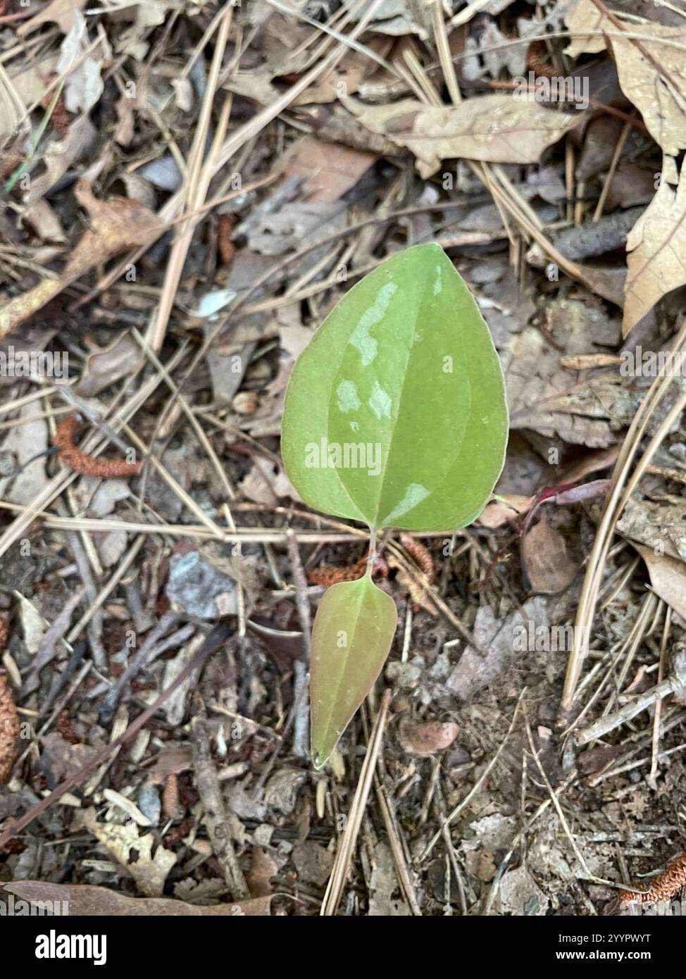 sawbrier (Smilax glauca Stock Photo - Alamy