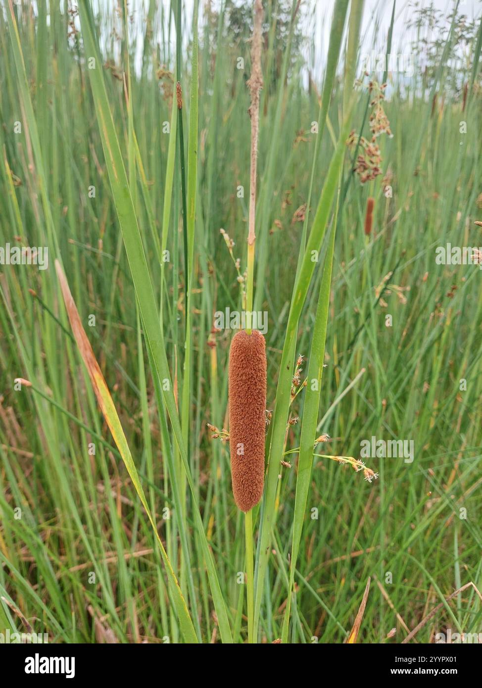narrow-leaved cattail (Typha angustifolia Stock Photo - Alamy
