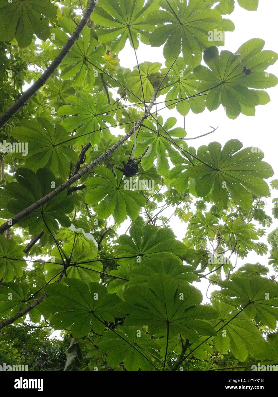 trumpet tree (Cecropia peltata Stock Photo - Alamy