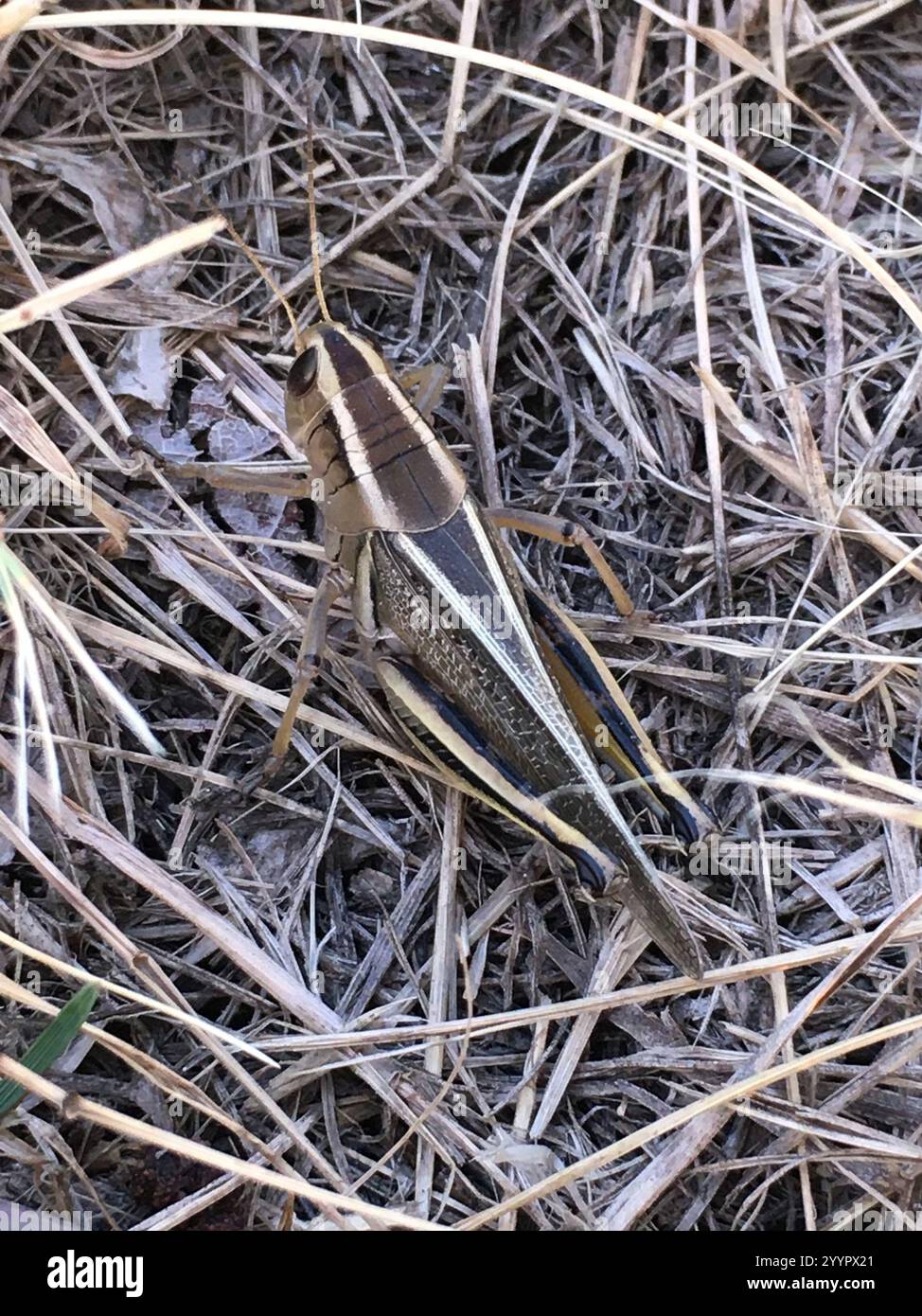 Two-striped Grasshopper (Melanoplus bivittatus Stock Photo - Alamy