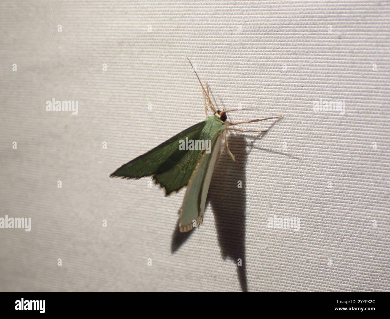 Common Emerald (Hemithea aestivaria Stock Photo - Alamy