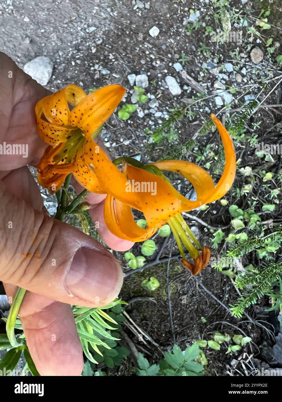 Columbia lily (Lilium columbianum Stock Photo - Alamy