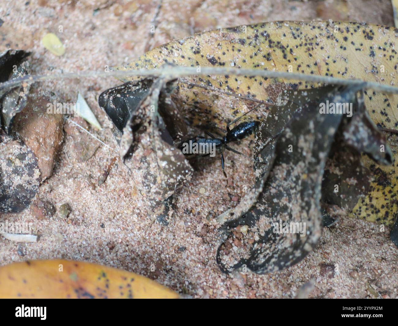 African stink ant (Paltothyreus tarsatus Stock Photo - Alamy