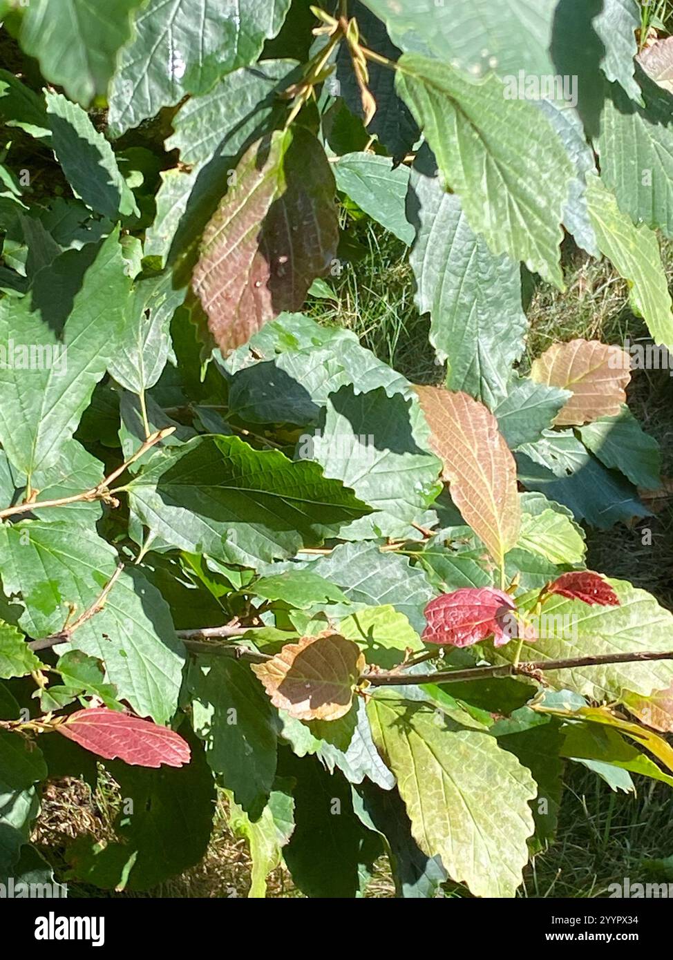american witch-hazel (Hamamelis virginiana Stock Photo - Alamy