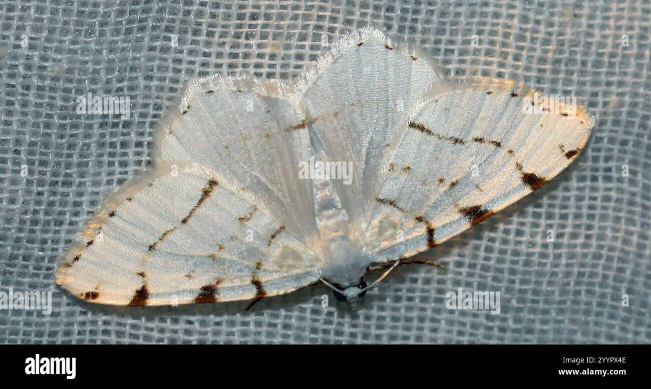 Lesser Maple Spanworm Moth (Macaria pustularia Stock Photo - Alamy