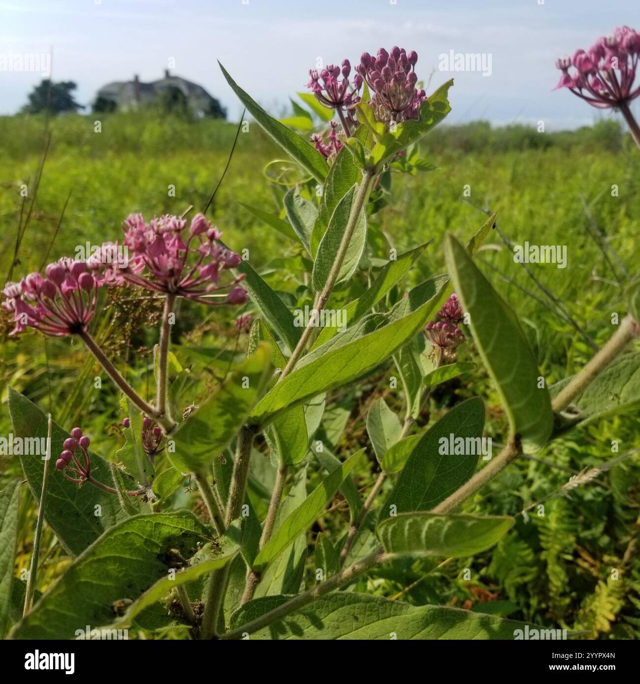 swamp milkweed (Asclepias incarnata Stock Photo - Alamy