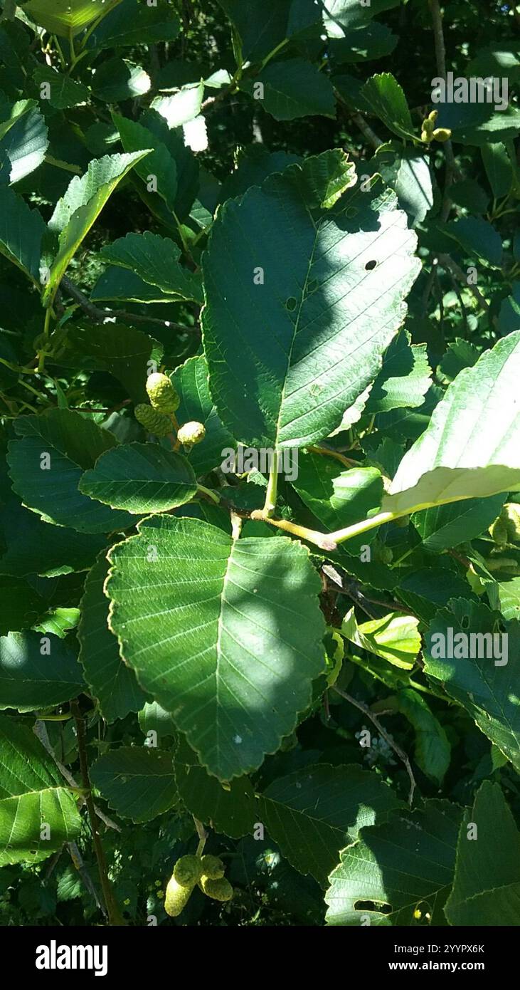 Red Alder (Alnus rubra Stock Photo - Alamy