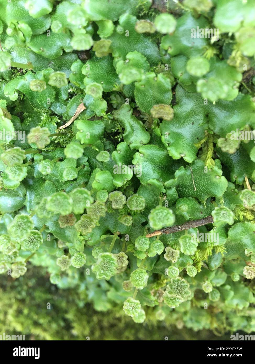 Common Liverwort (Marchantia polymorpha Stock Photo - Alamy