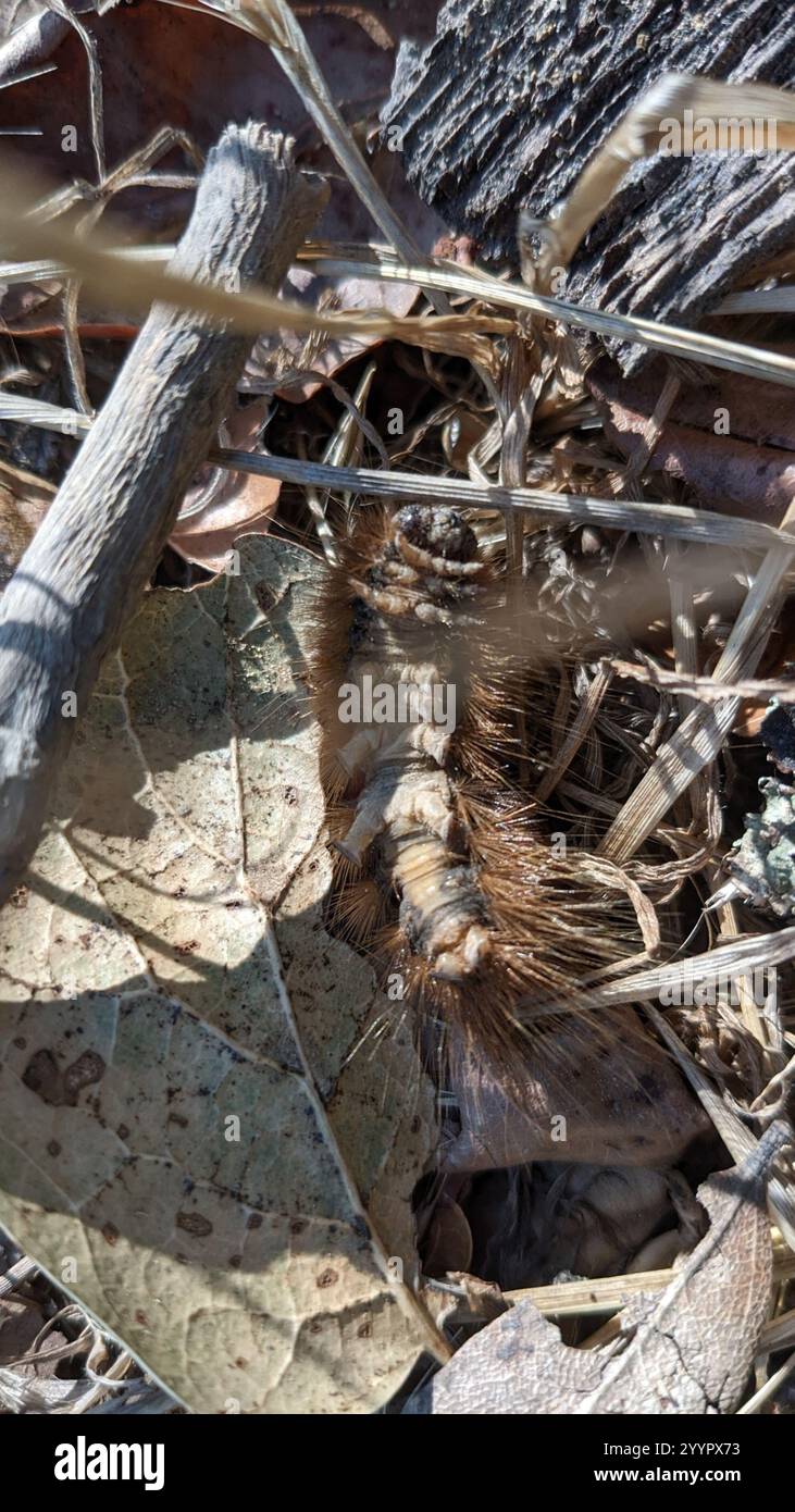 Edwards' Glassy-wing Moth (Pseudohemihyalea edwardsii Stock Photo - Alamy