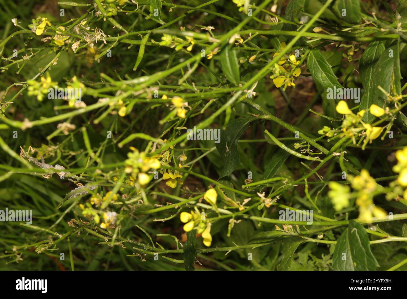 charlock (Mutarda arvensis Stock Photo - Alamy