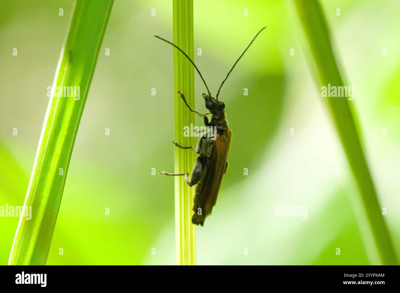 Oedemera femorata hi-res stock photography and images - Alamy